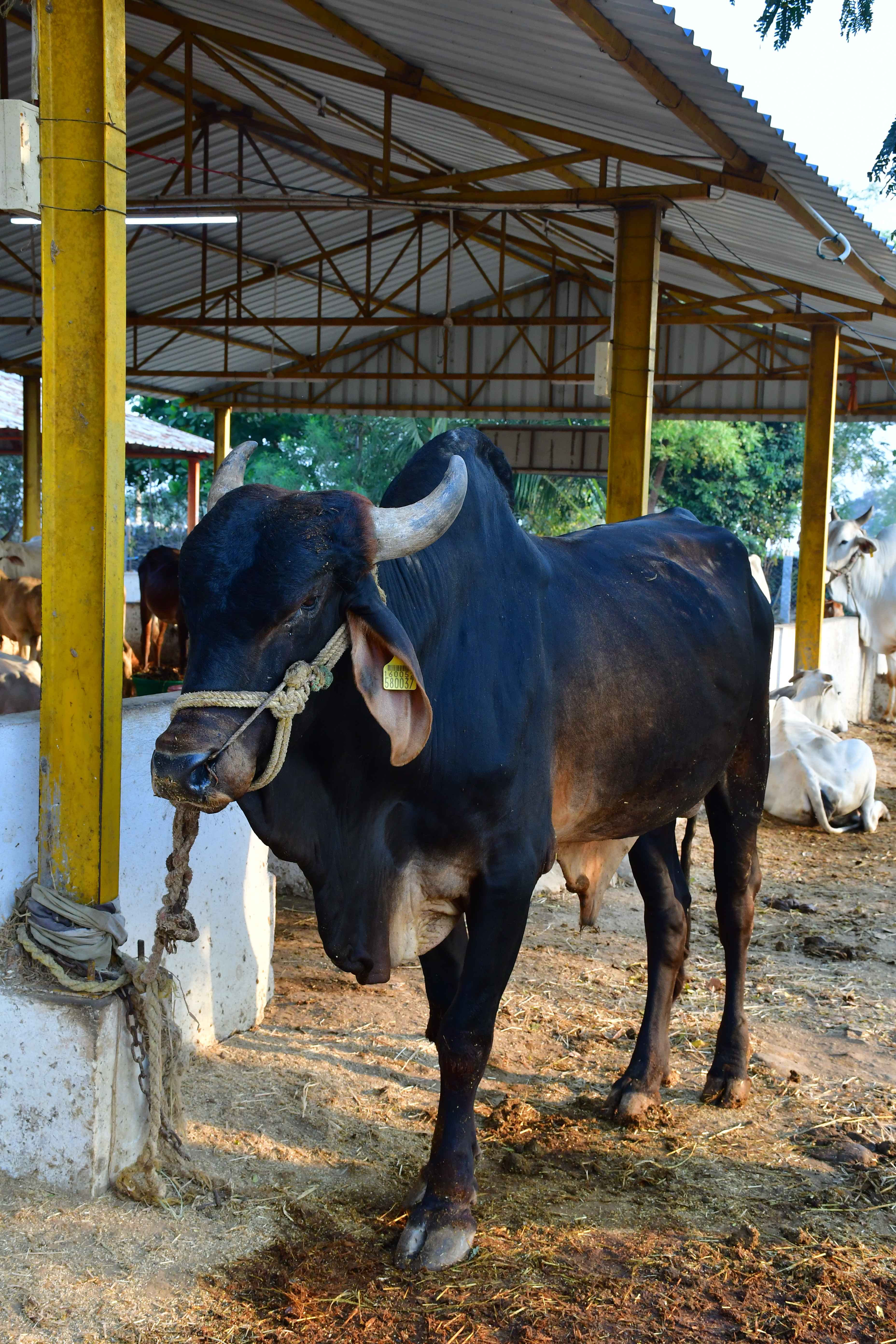 Goseva